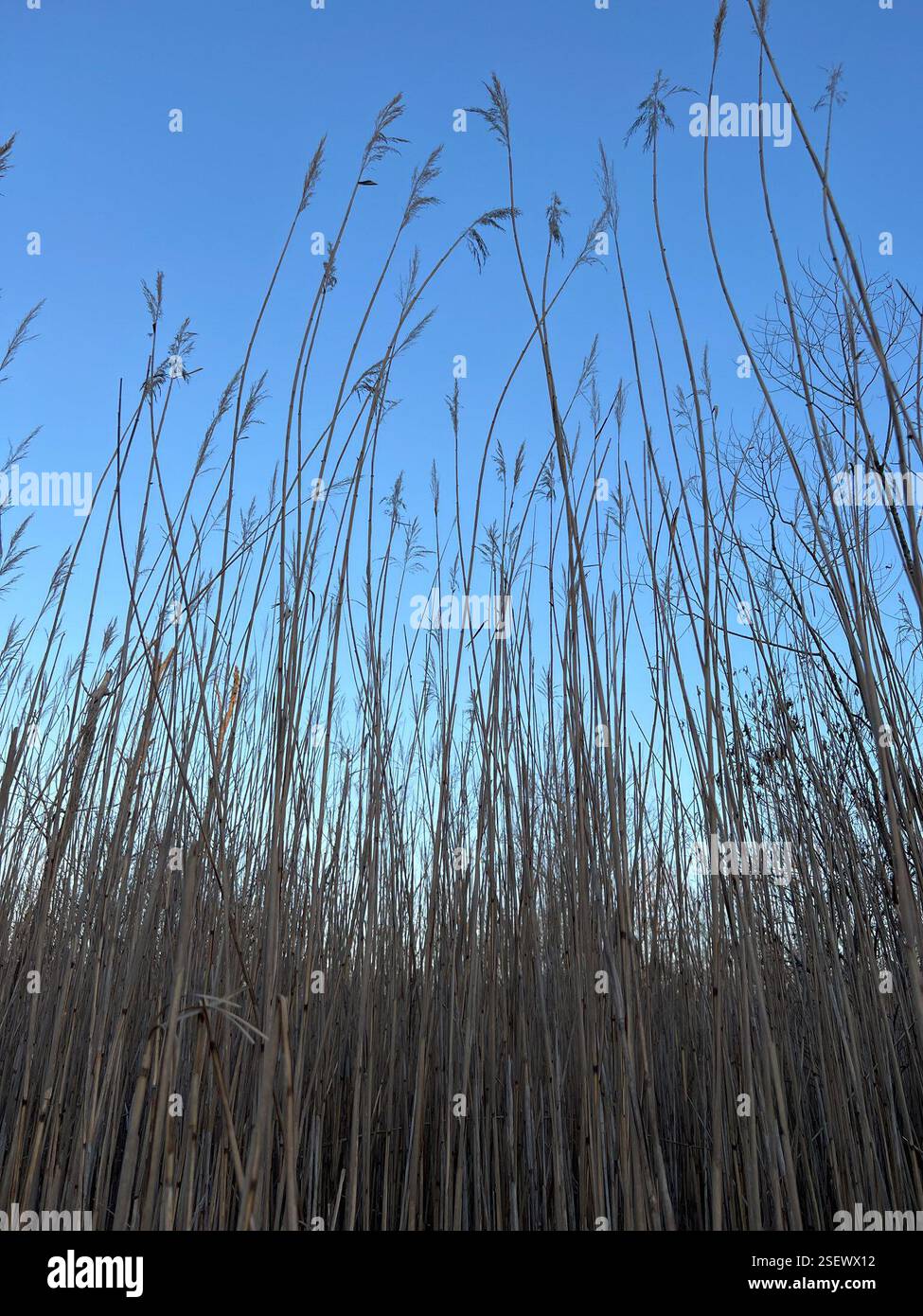 common reed (Phragmites australis), Plantae, Pantego, NC, US Stock ...