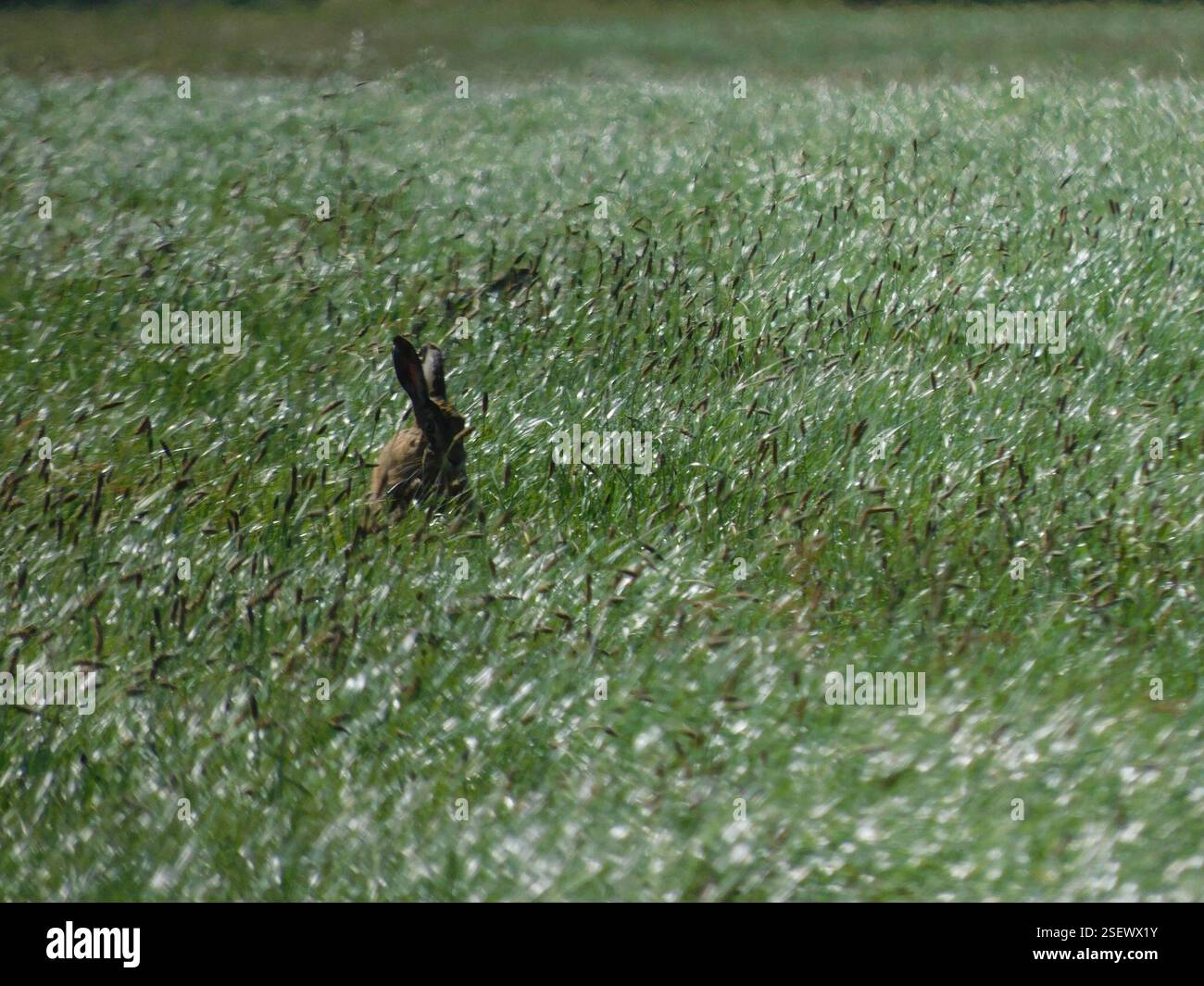 Brown Hare (Lepus europaeus), Mammalia, Marion Bay TAS 7175, Australia ...