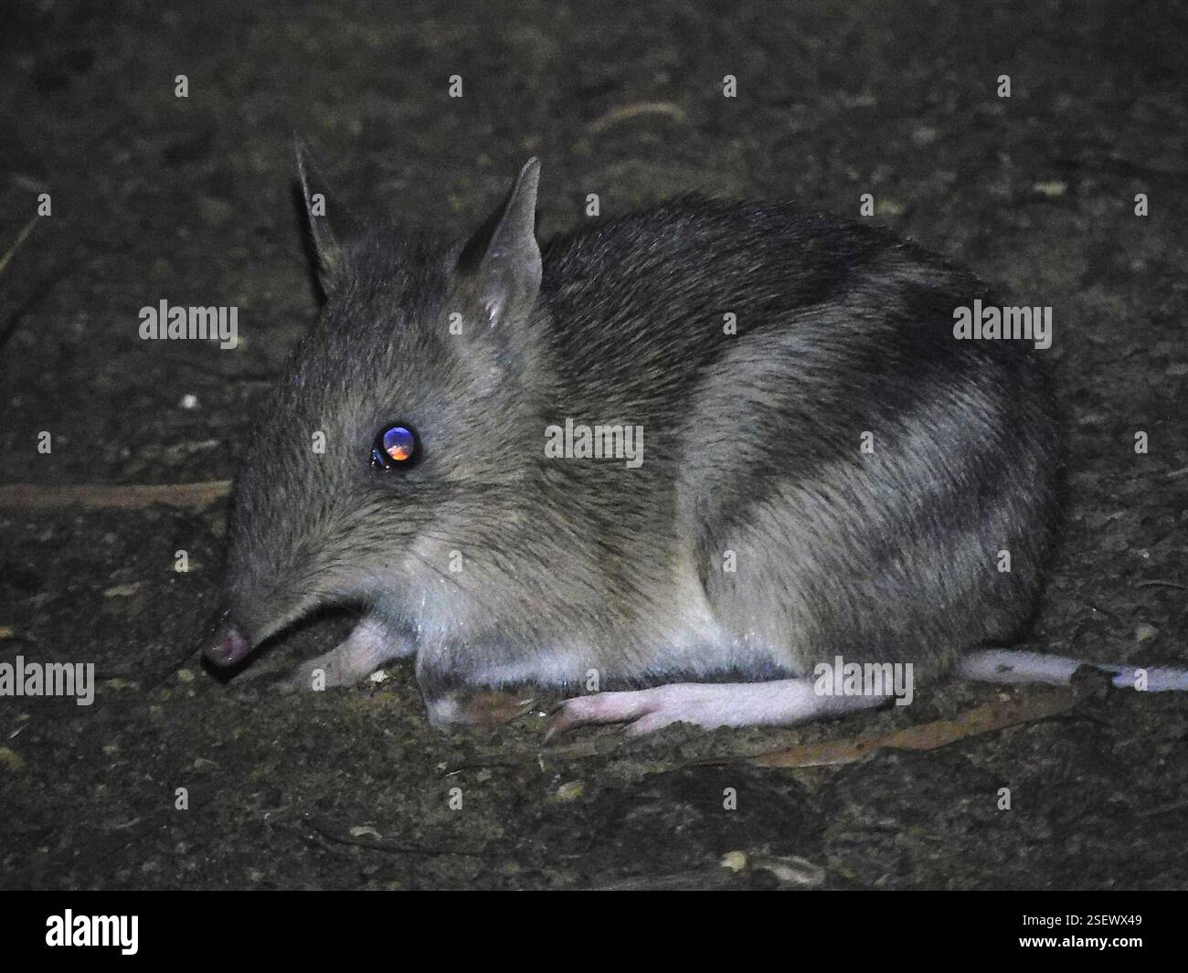Eastern Barred Bandicoot (Perameles gunnii), Mammalia, Hobart TAS ...