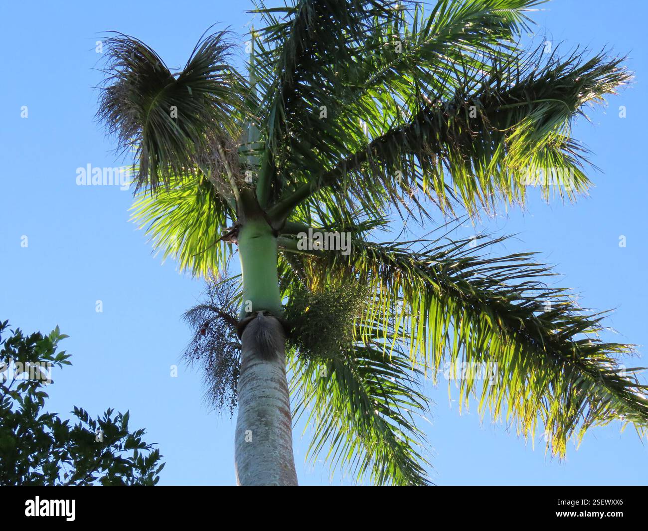 Royal Palm (Roystonea regia), Plantae, Carretera Candelaria Soroa, Pinar del Río, CU, Cuban ...
