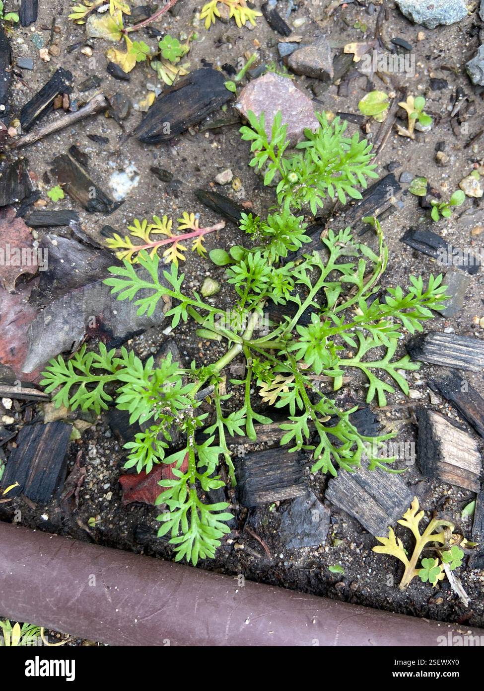 Common Cotula (Cotula australis), Plantae, Los Angeles County, US-CA ...