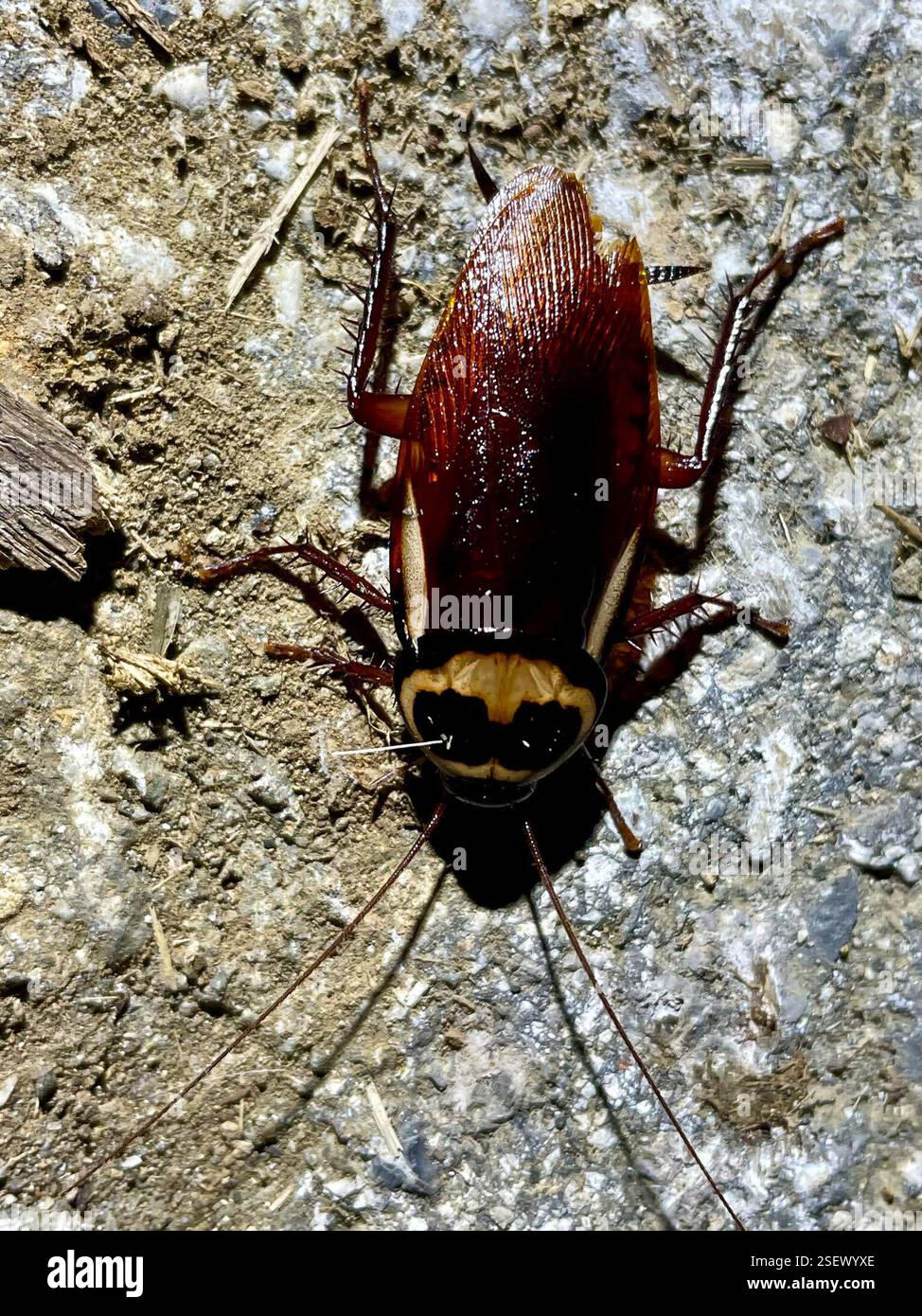 Australian Cockroach (Periplaneta australasiae), Insecta, Pinar del Río ...