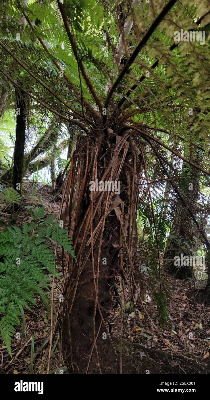 Smith's tree fern (Cyathea smithii), Plantae, 7886, New Zealand Stock ...
