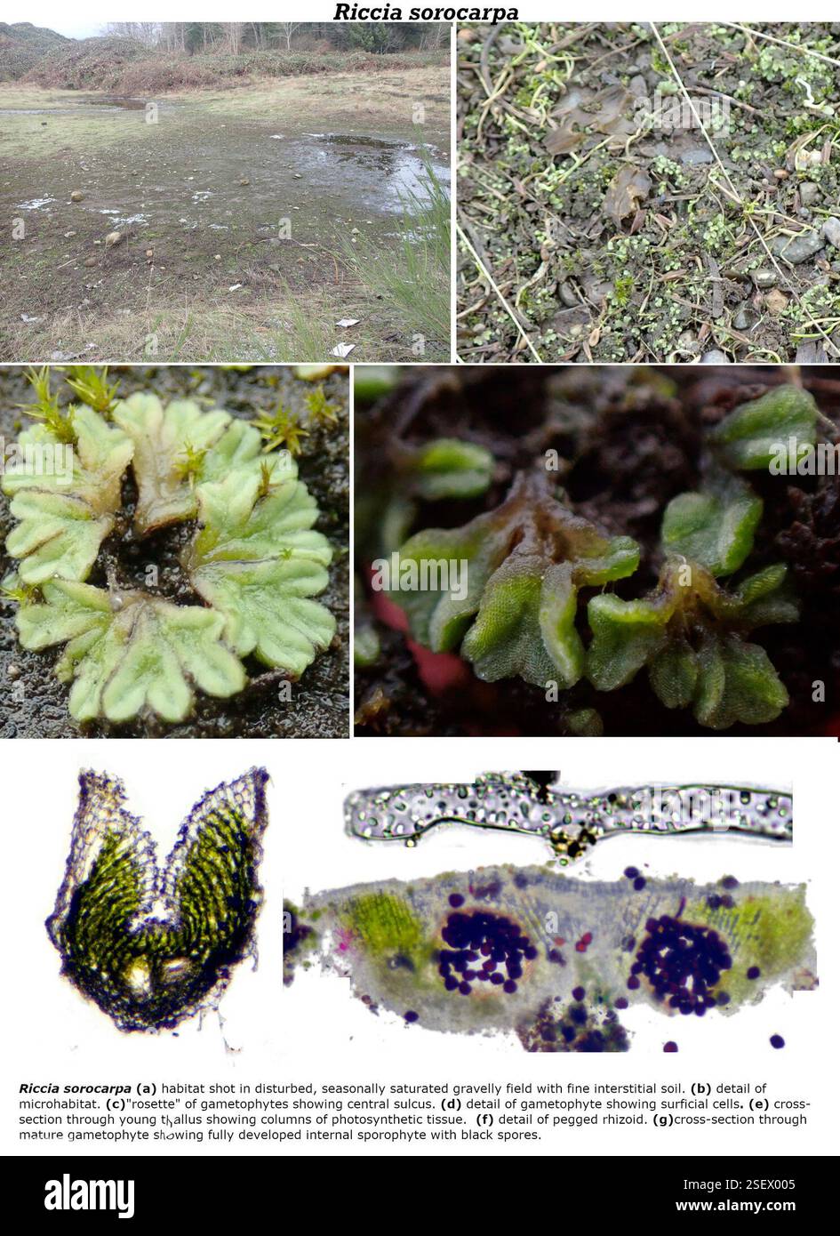 Common Crystalwort (Riccia sorocarpa), Plantae, Campbell River, BC ...