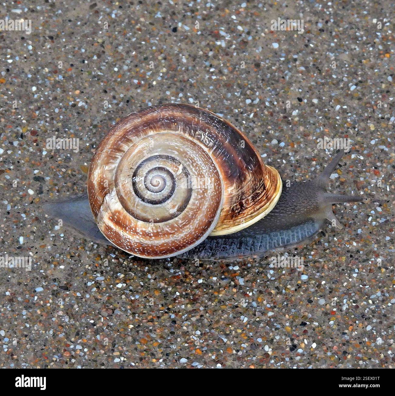 Spanish Snail (Otala punctata), Mollusca, Camarones, Chubut, Argentina ...