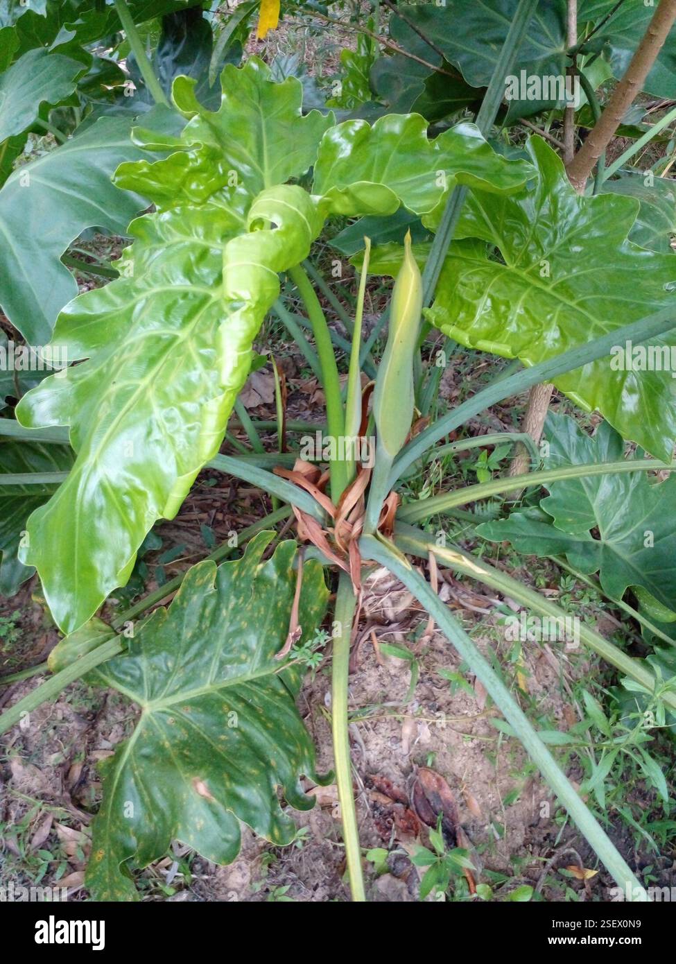 (Thaumatophyllum undulatum), Plantae, Paraguay Stock Photo - Alamy