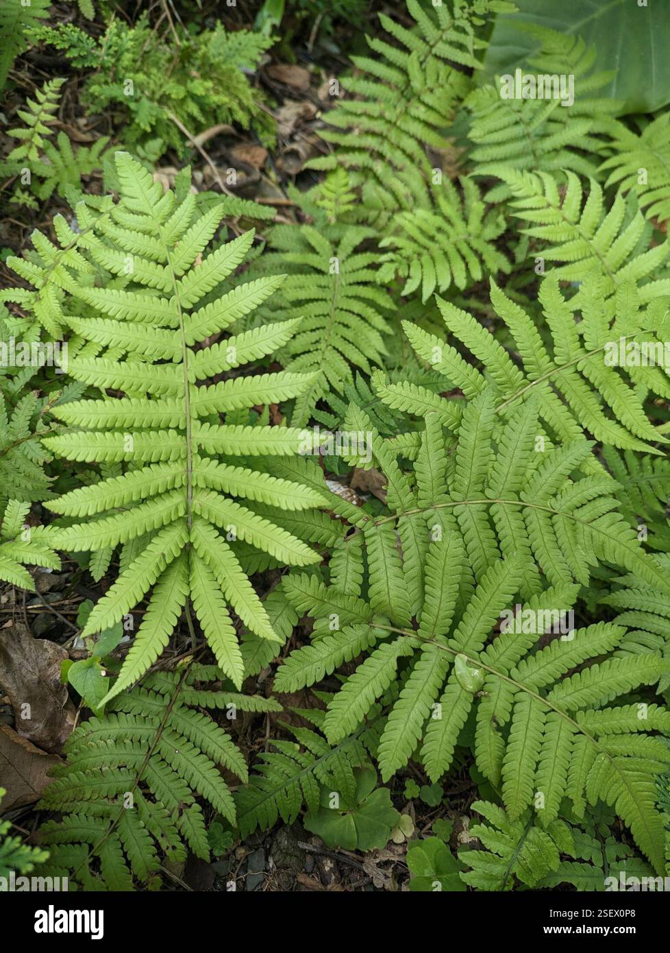 Parasitic Tri-vein Fern (Christella parasitica), Plantae, 233, Taiwan ...