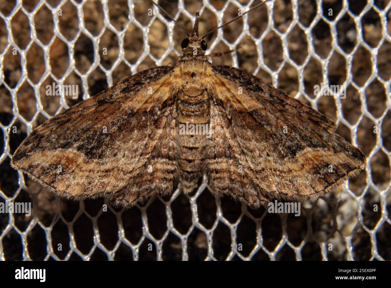 Australian Pug Moth (Chloroclystis filata), Insecta, Southland District ...