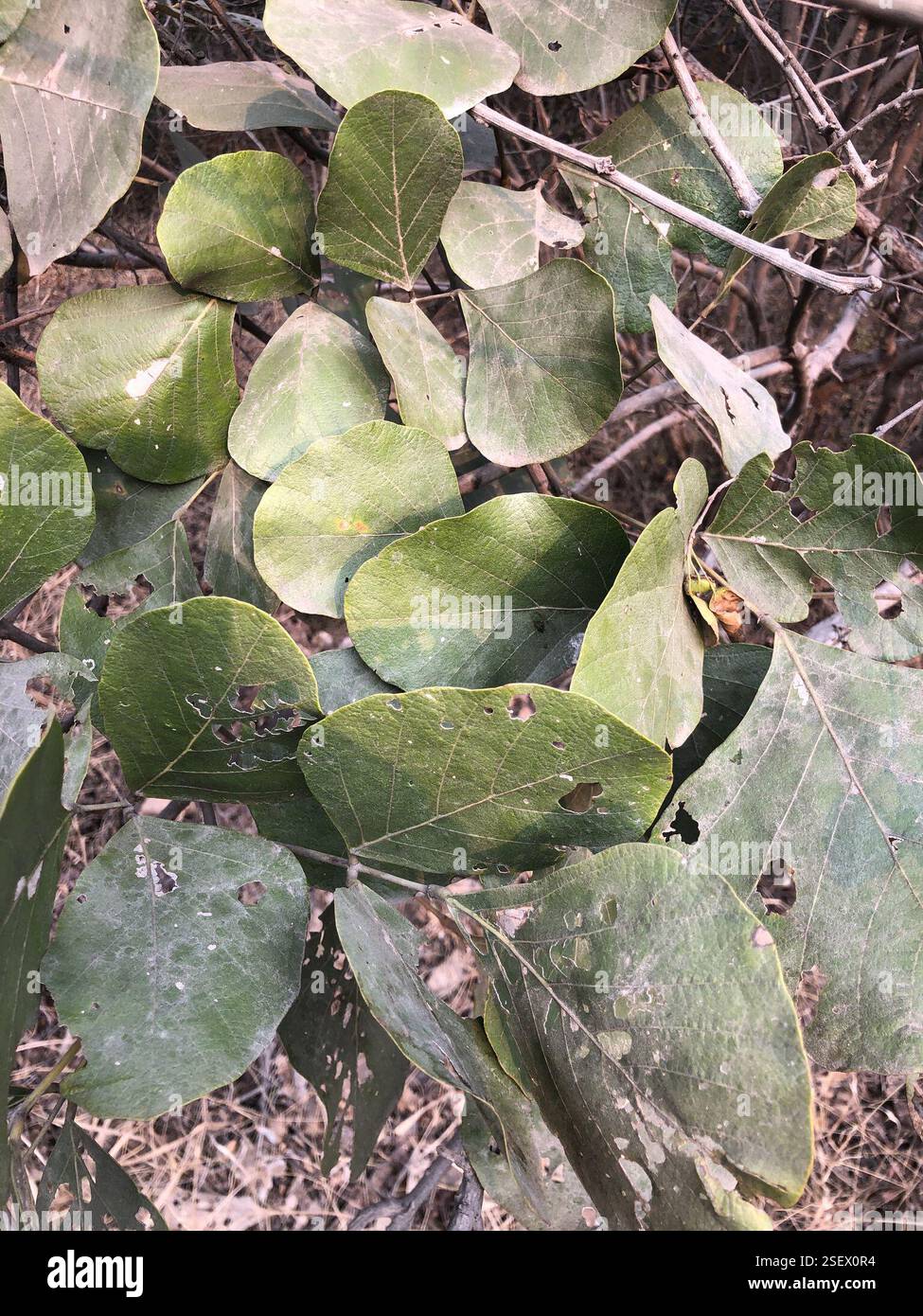 Flame Of The Forest (Butea monosperma), Plantae, Central Ridge Forest ...