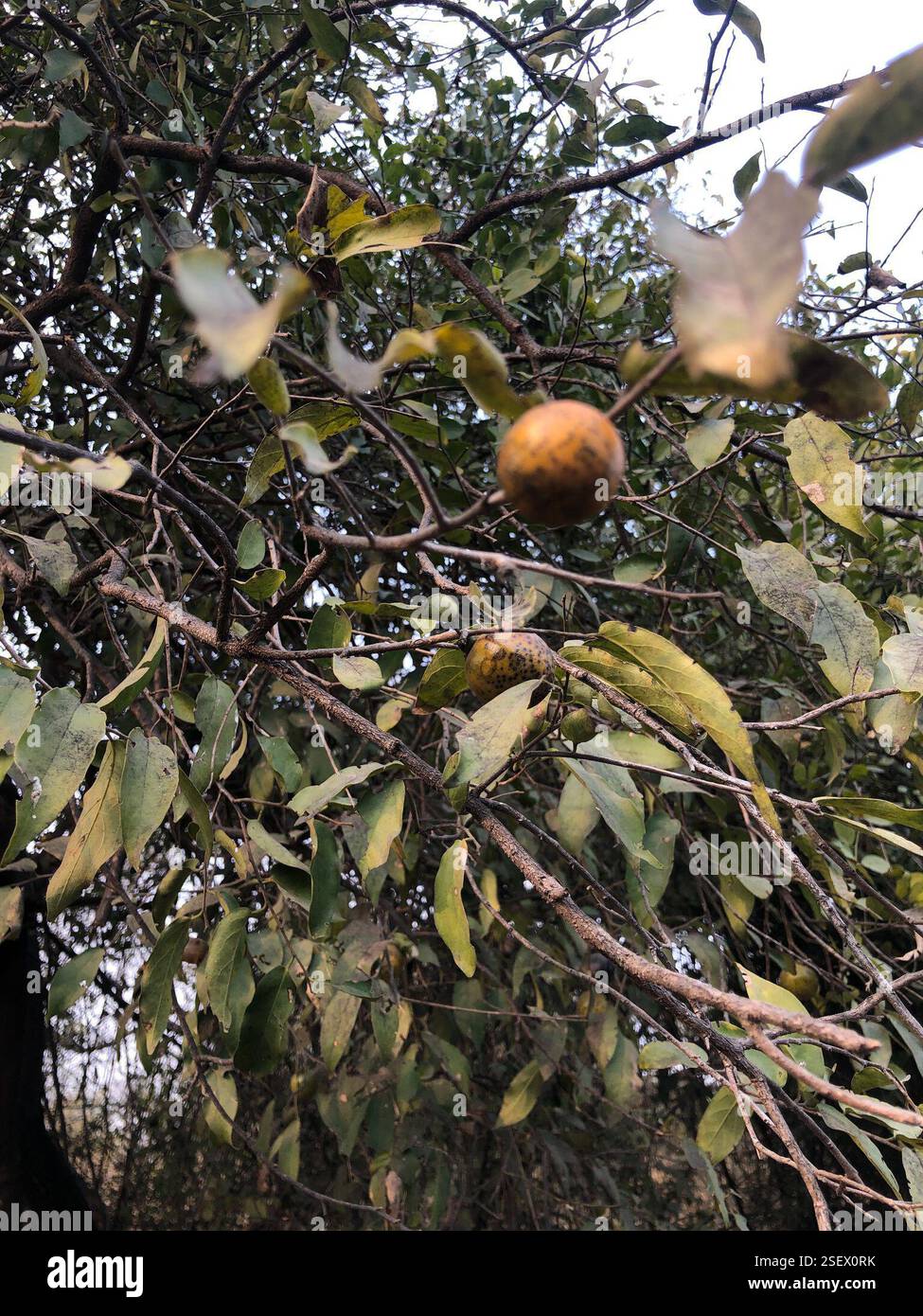 (Diospyros cordifolia), Plantae, Central Ridge Forest Area, New Delhi ...
