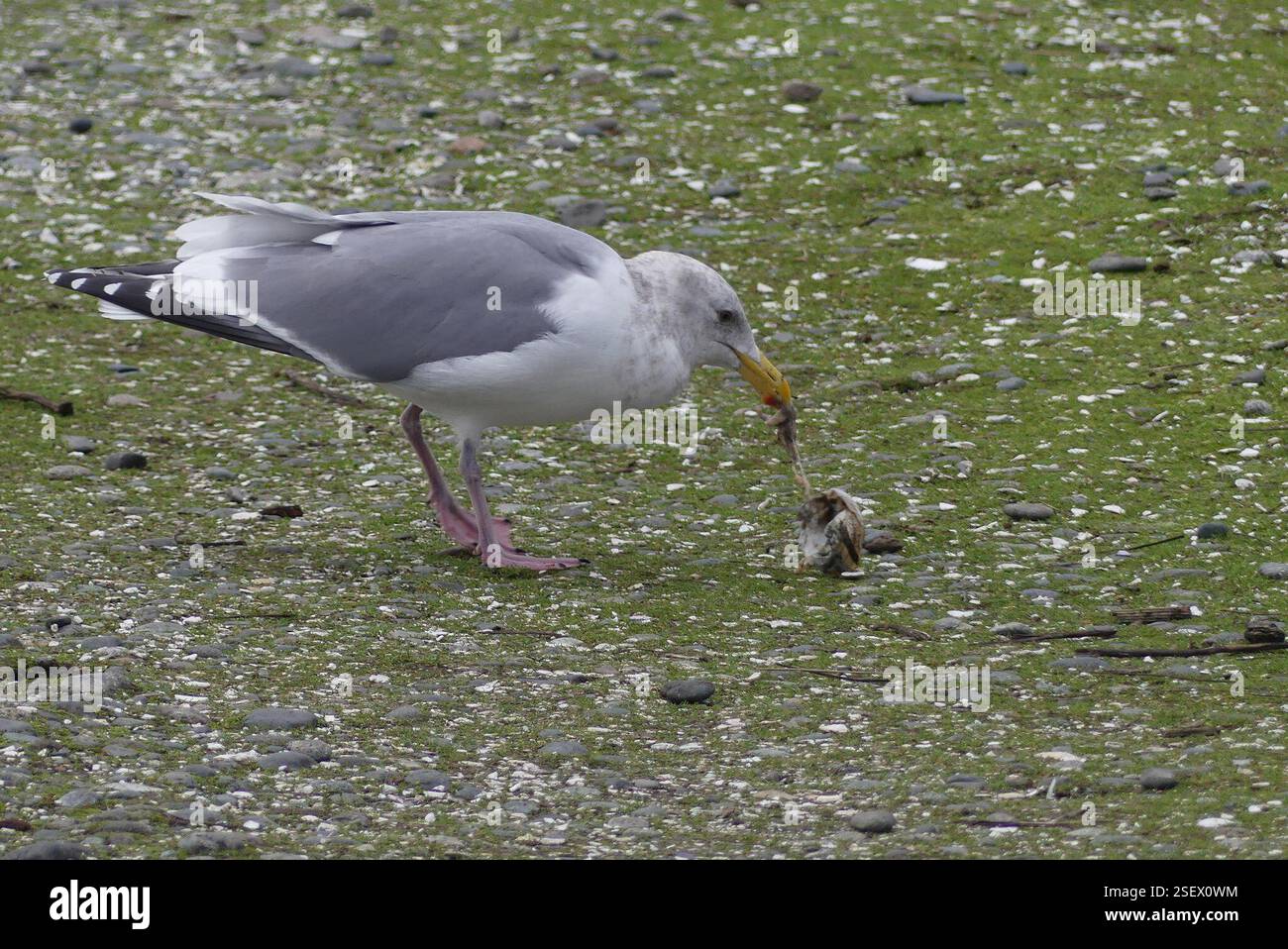 Olympic Gull (Larus glaucescens × occidentalis), Aves, Colwood, BC ...
