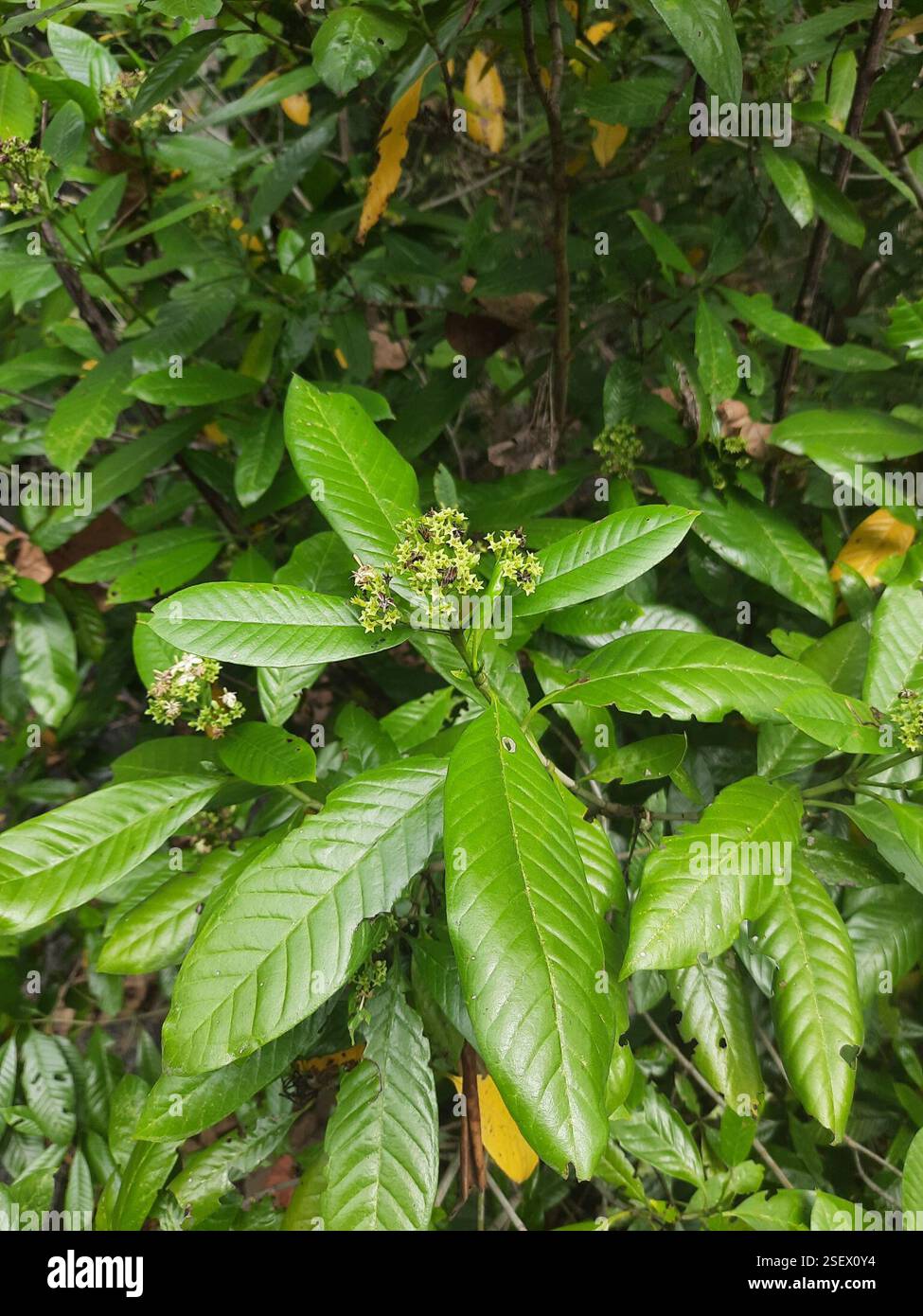 Asiatic tarenna (Tarenna asiatica), Plantae, Pakkamalai R.F Stock Photo ...