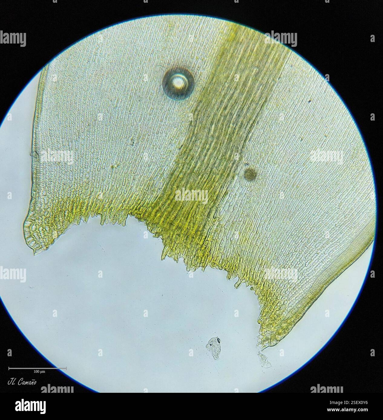 Slender Fringe-moss (Racomitrium sudeticum), Plantae, Ourense, España ...