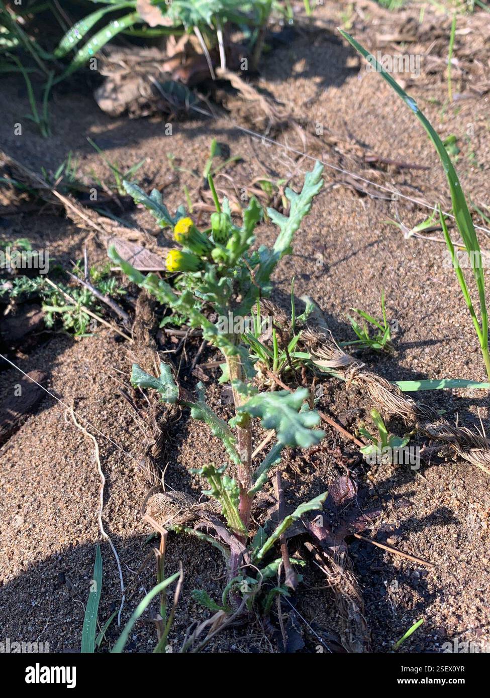 common groundsel (Senecio vulgaris), Plantae, Beale Lake, Beale Afb, CA ...