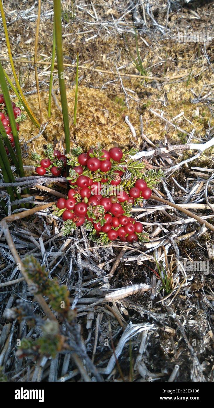 Diddle-dee (Empetrum rubrum), Plantae, Ushuaia, Alguja otra baya o ...