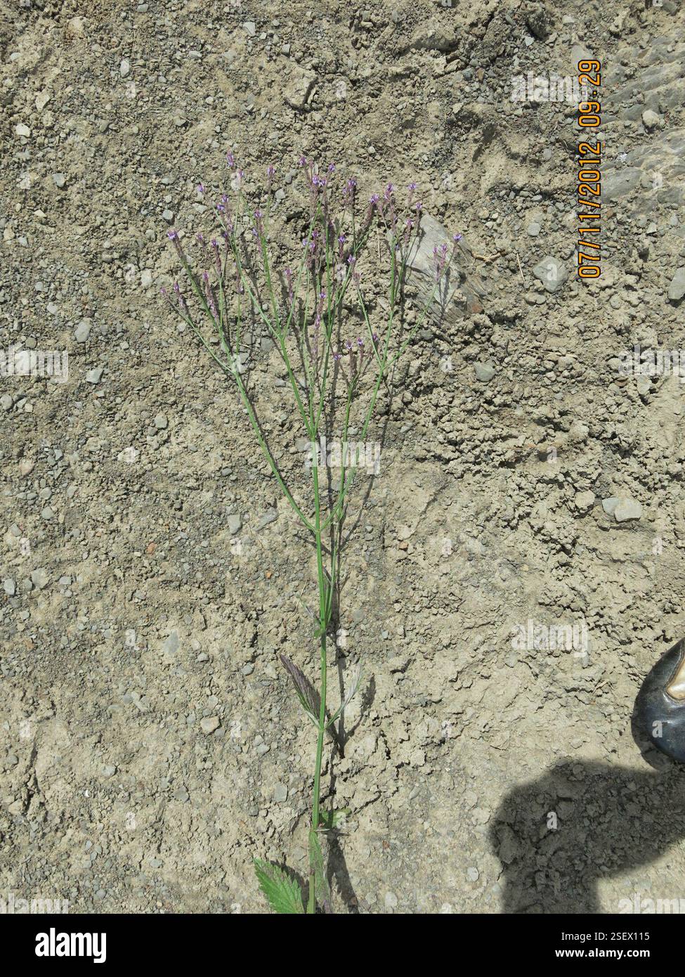 Brazilian Vervain (Verbena brasiliensis), Plantae, Howick, 3290, South Africa, Purpletop Vervain ...