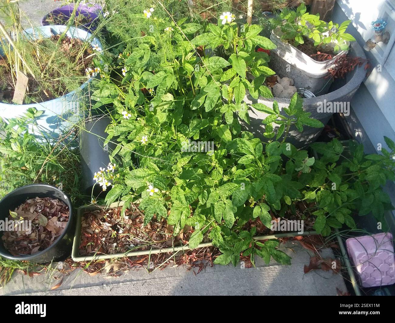 White beggarticks (Bidens alba), Plantae, Windsor Forest, Savannah, GA ...