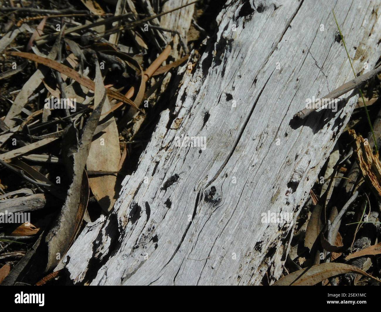 Ants scurrying hi-res stock photography and images - Alamy