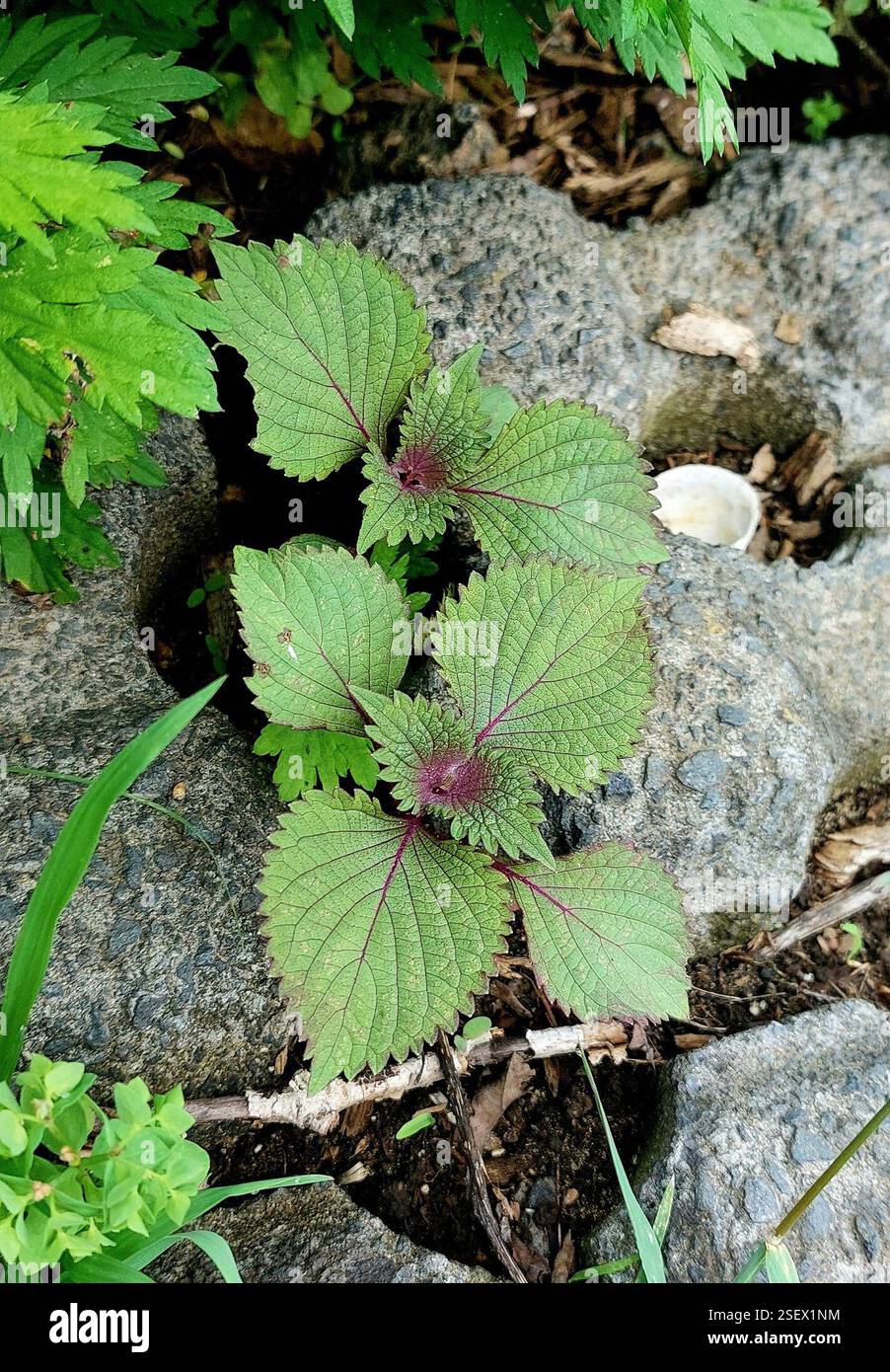 beefsteak plant (Perilla frutescens), Plantae, Auckland, Mount Albert ...