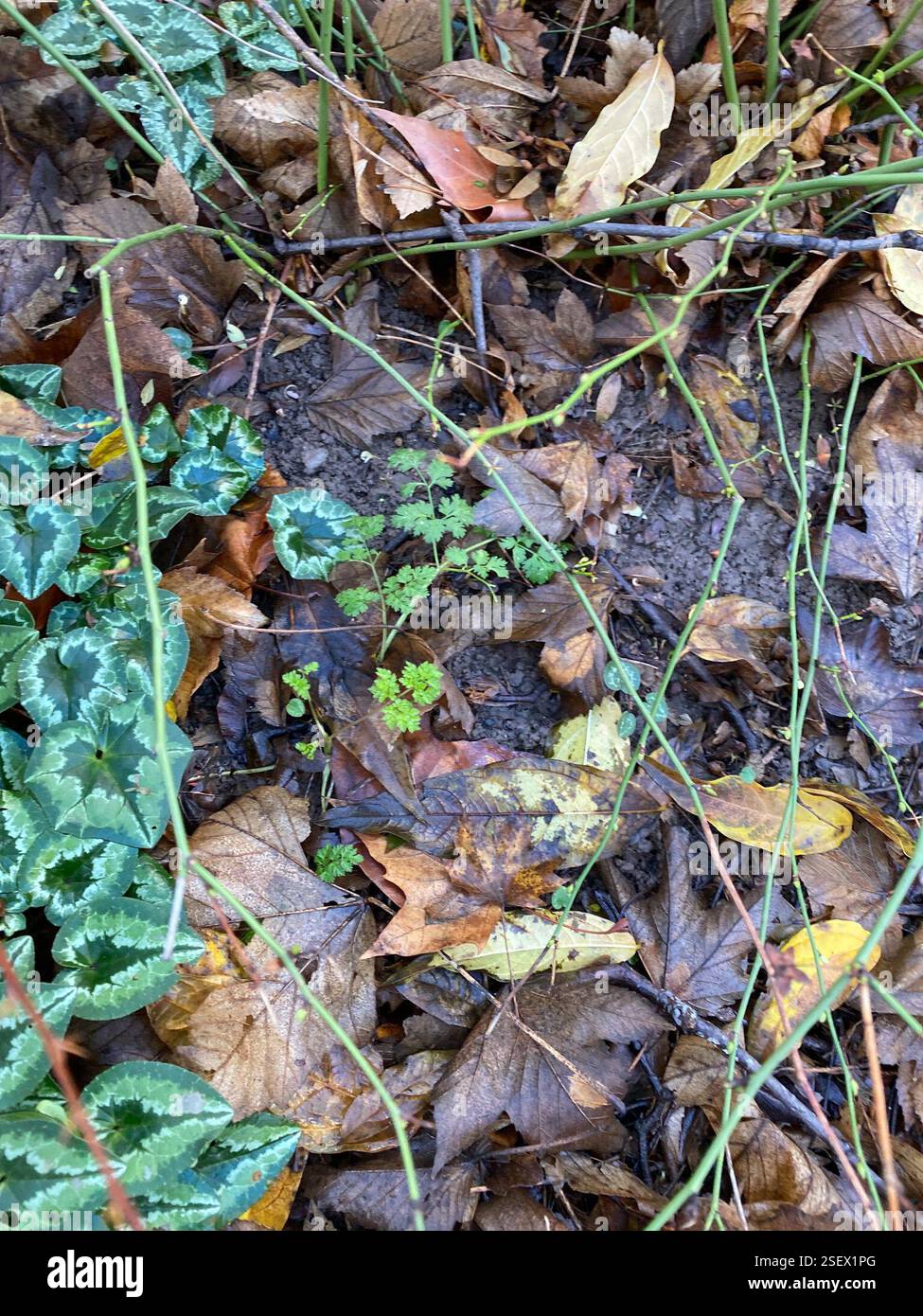 carrot family (Apiaceae), Plantae, Square Jehan Rictus, Paris, Île-de ...