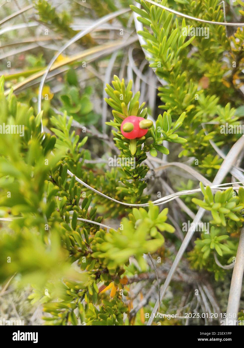 snow totara (Podocarpus nivalis), Plantae, Selwyn, NZ-CA, NZ, Female ...