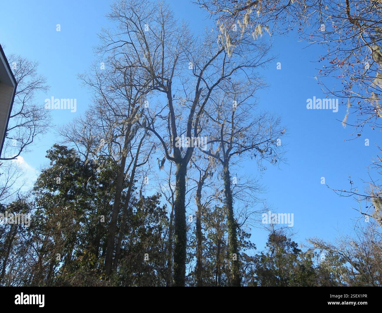tulip tree (Liriodendron tulipifera), Plantae, Windsor Forest, Savannah ...