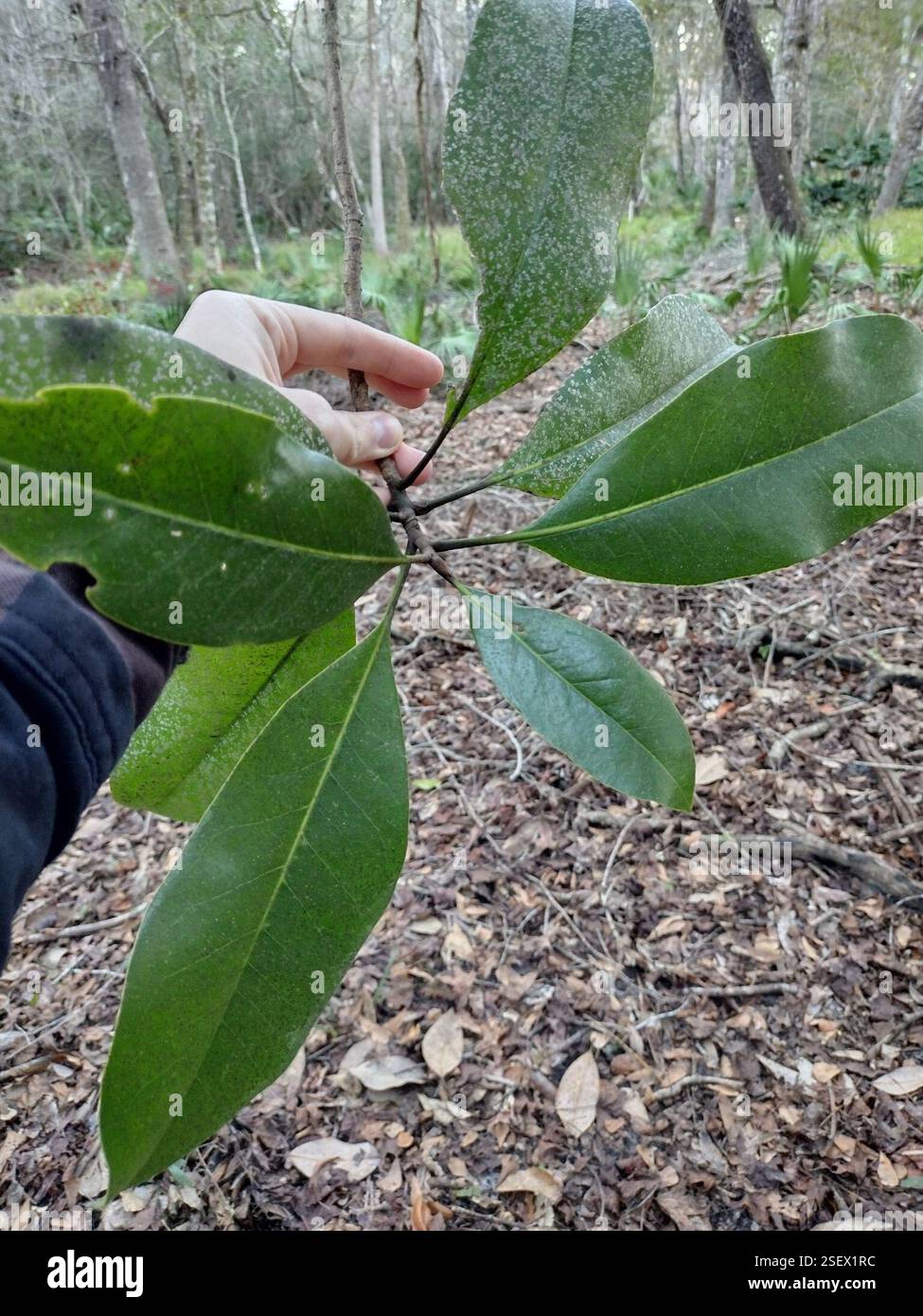 southern magnolia (Magnolia grandiflora), Plantae, Florida, US Stock ...