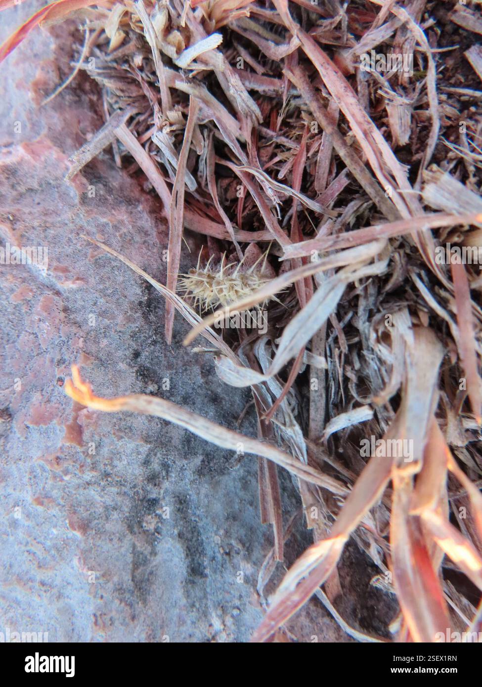 plants (Plantae), Plantae, Wind Cave National Park, Custer, South ...
