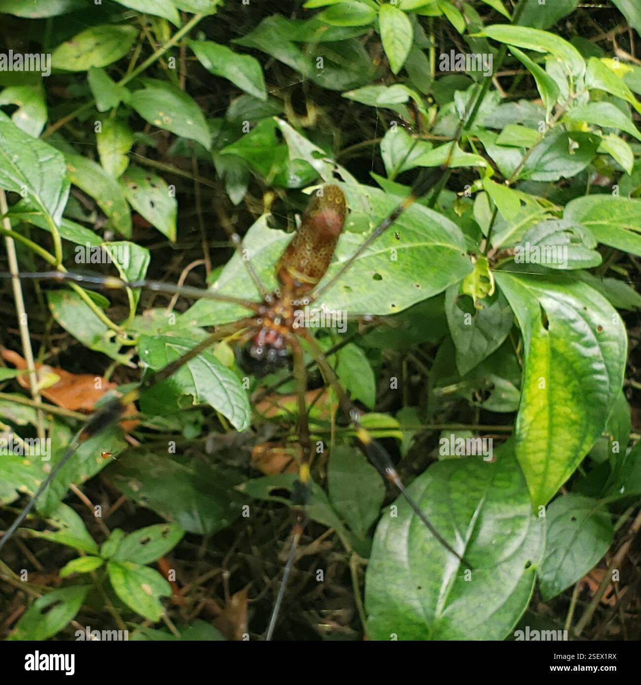 Golden Silk Spider (Trichonephila clavipes), Arachnida, Parque Nacional ...