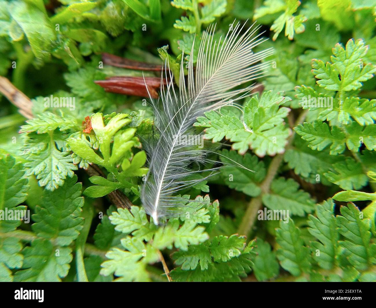 New World Sparrows (Passerellidae), Aves, California State University ...