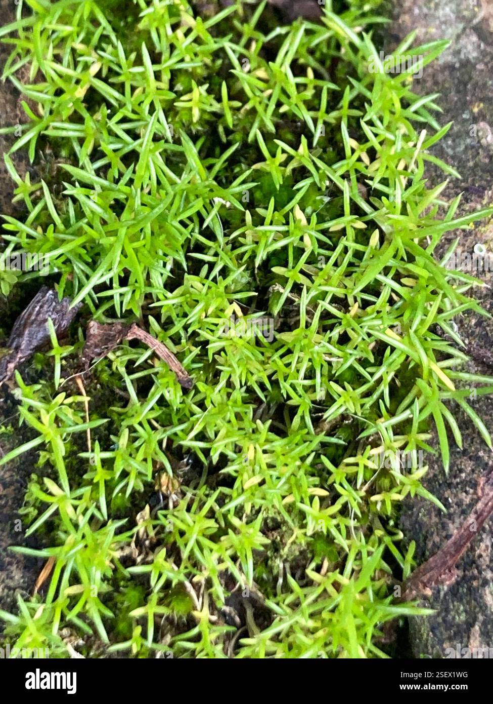 Procumbent Pearlwort (Sagina procumbens), Plantae, Sheen Lane, London ...