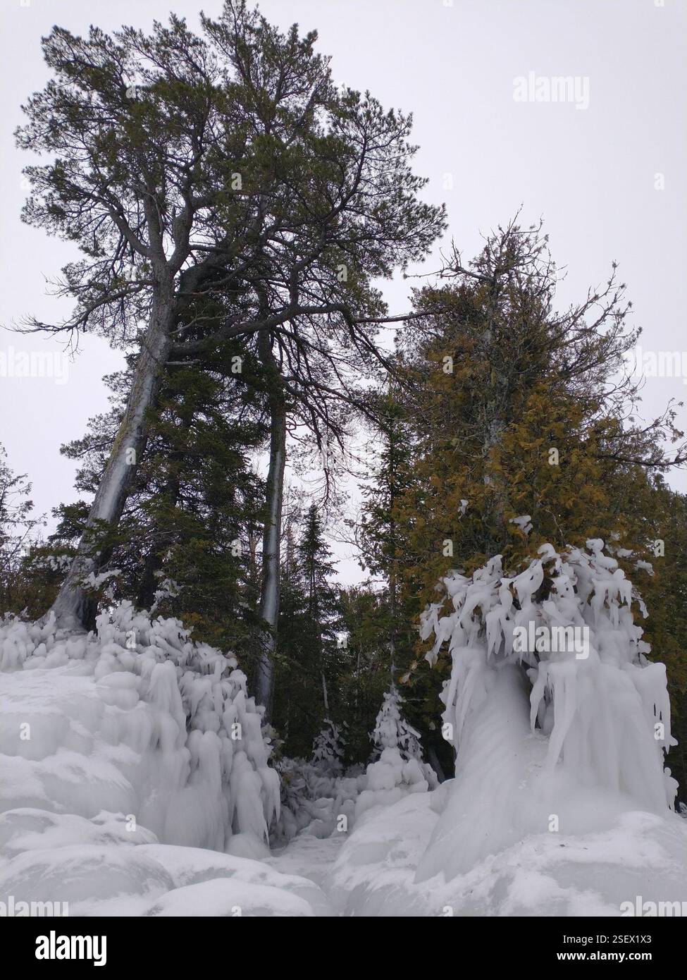eastern white pine (Pinus strobus), Plantae, F4F5+WP Hunter's Point ...