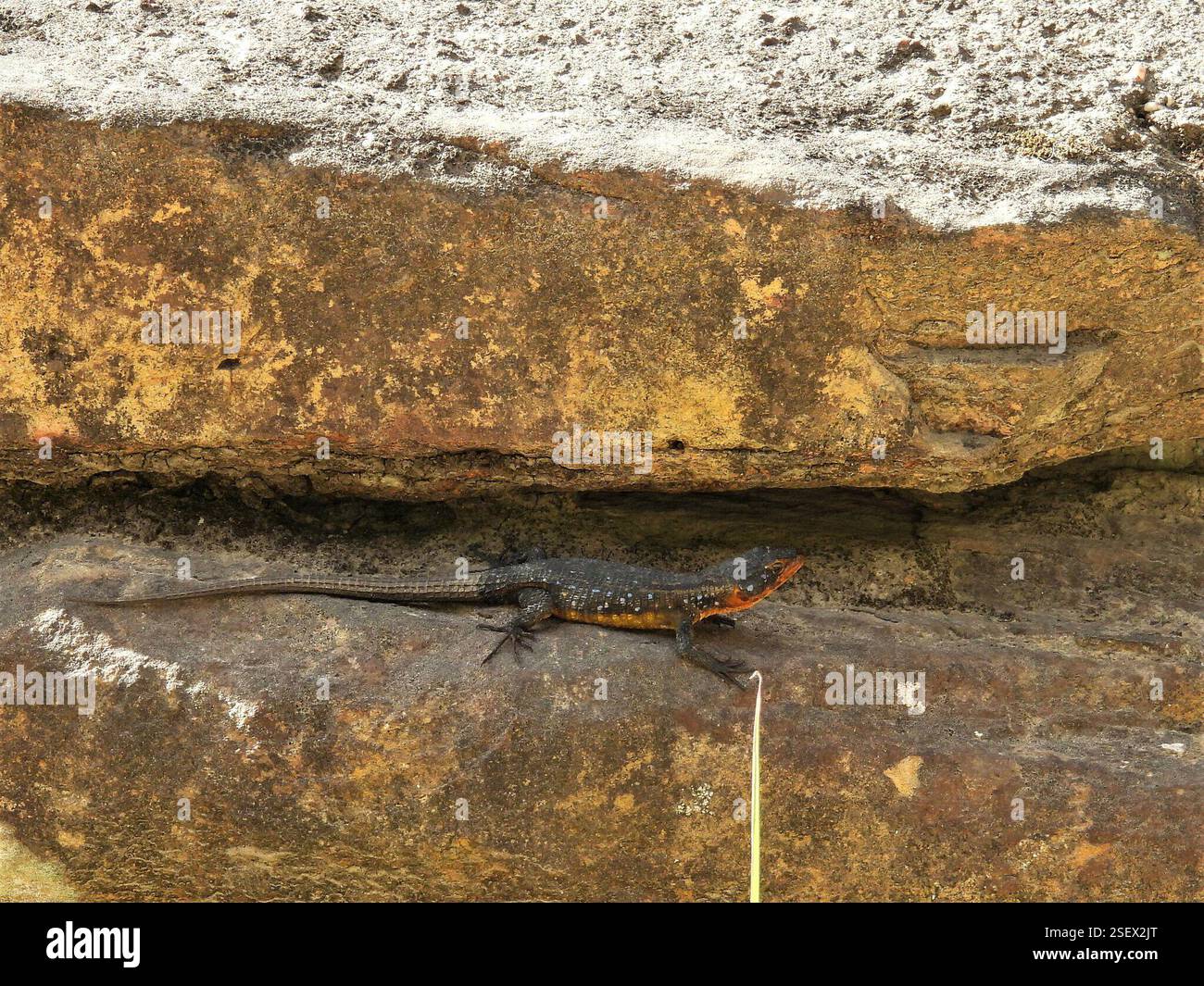 Blue-spotted Girdled Lizard (Ninurta coeruleopunctatus), Reptilia ...