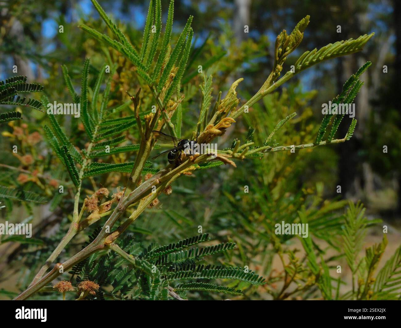 Potter and Mason Wasps (Eumeninae), Insecta, Hobart TAS, Australia ...
