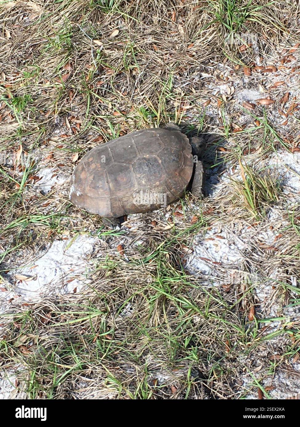 Gopher Tortoise (Gopherus polyphemus), Reptilia, Florida, US Stock ...