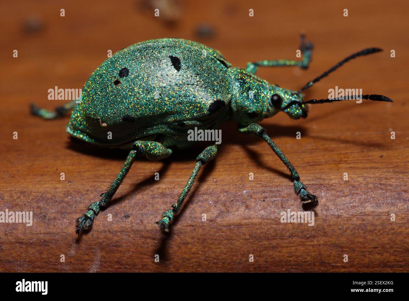 (Polyteles stevenii), Insecta, Araçariguama, SP, 18147-000, Brasil ...