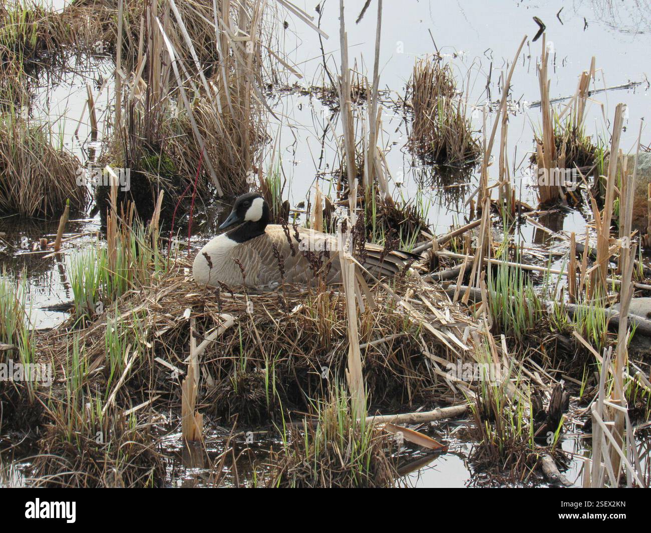 Canada Goose (Branta canadensis), Aves, Sault Ste. Marie, ON, Canada ...