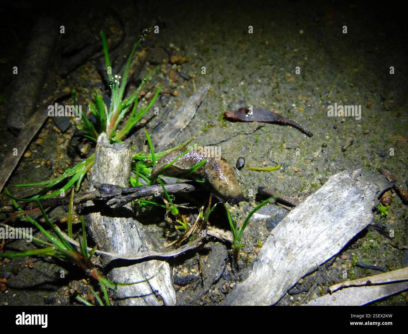Milky Slug (Deroceras reticulatum), Mollusca, Hobart TAS, Australia ...