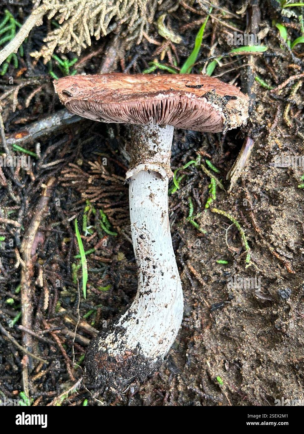 field and button mushrooms (Agaricus), Fungi, Los Osos Middle School ...