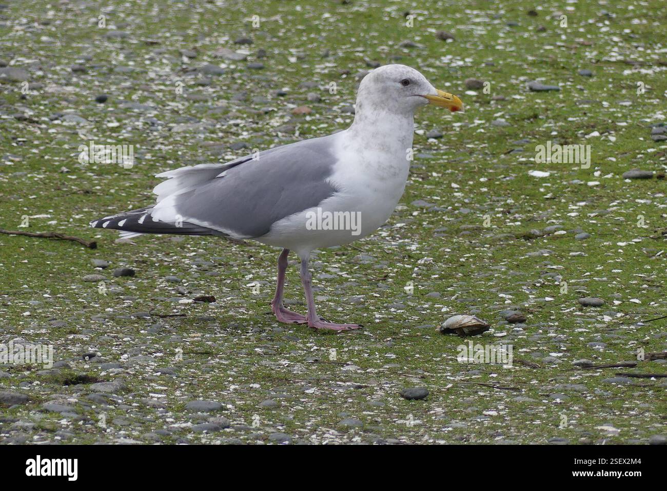 Olympic Gull (Larus glaucescens × occidentalis), Aves, Colwood, BC ...