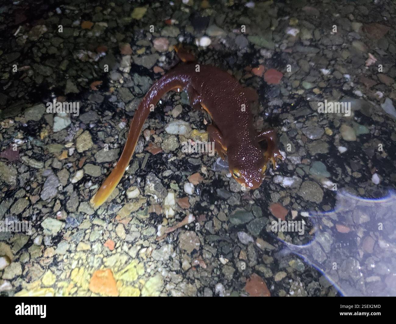 California Newt (Taricha torosa), Amphibia, Marin County, US-CA, US ...