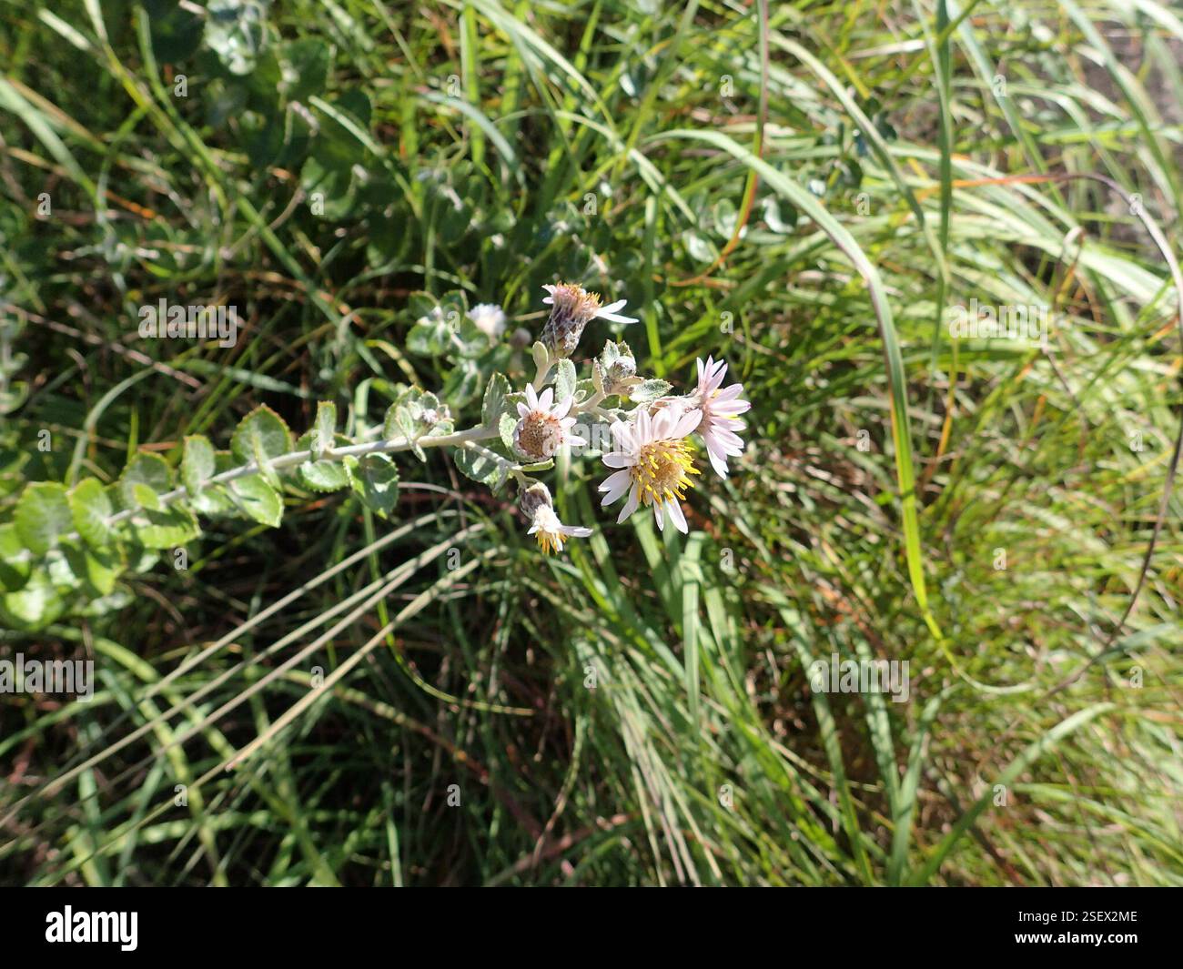Bushman Tea (Athrixia phylicoides), Plantae, uMgungundlovu District ...