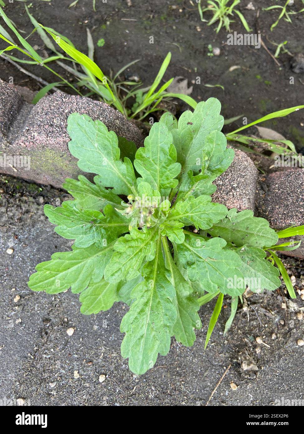 (Asteroideae), Plantae, Los Angeles County, US-CA, US Stock Photo - Alamy