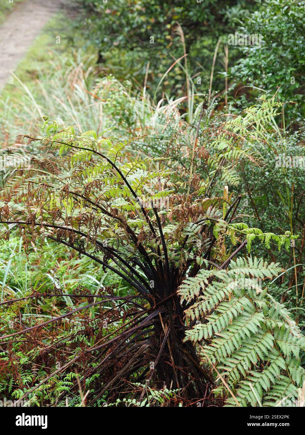Spiny Tree Fern (Alsophila spinulosa), Plantae, 台灣台北 Stock Photo - Alamy