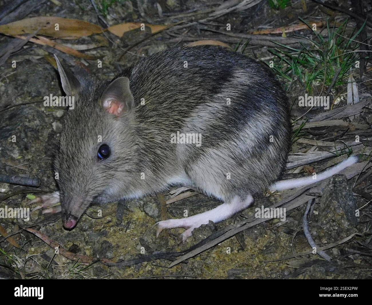 Eastern Barred Bandicoot (Perameles gunnii), Mammalia, Hobart TAS ...