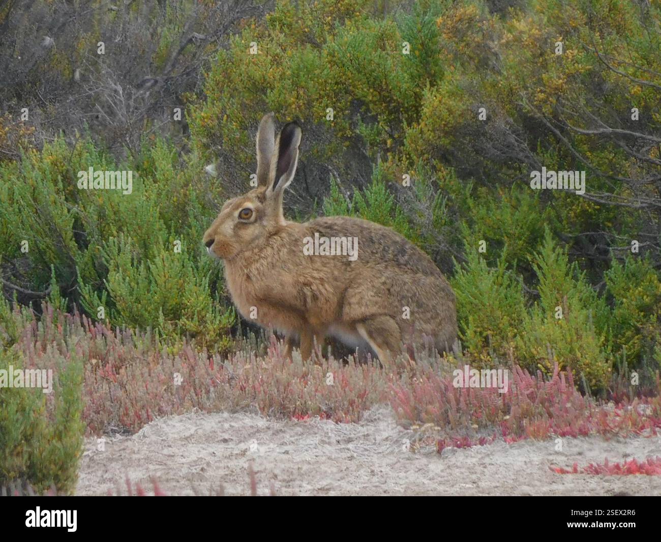 Brown Hare (Lepus europaeus), Mammalia, Penna TAS 7171, Australia Stock ...