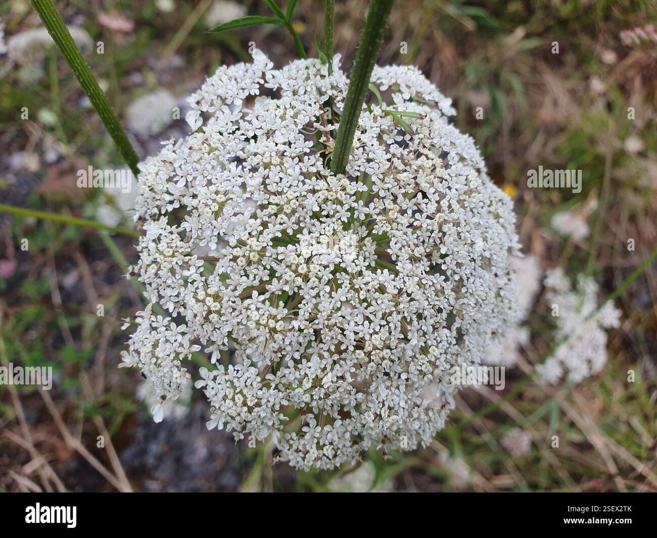 wild carrot (Daucus carota), Plantae, Mākara, Wellington, New Zealand ...