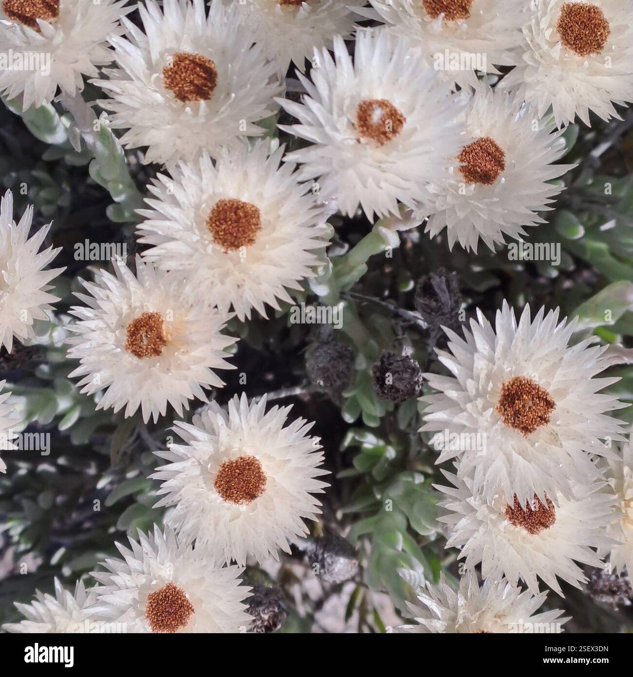 Cape Snow (Syncarpha vestita), Plantae, Overstrand Local Municipality ...