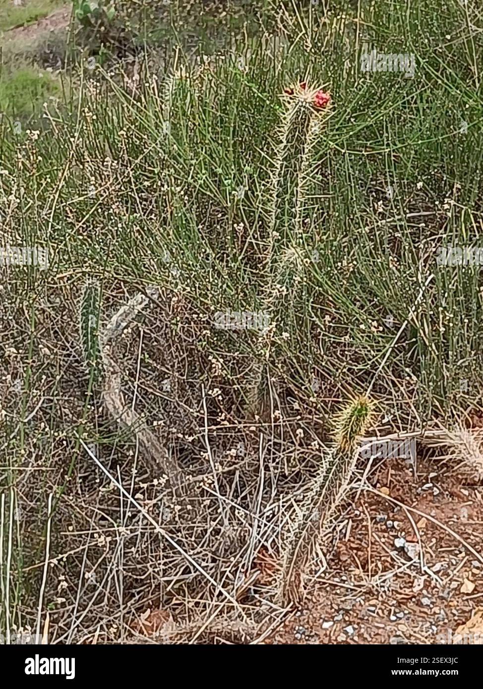 Red Hot Chili Pepper Cactus (Corryocactus erectus), Plantae, Cusco, PE ...