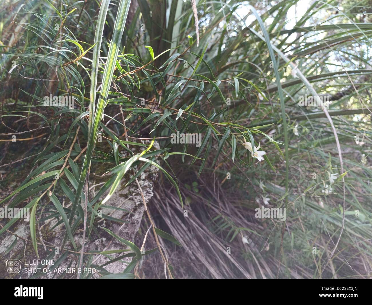 Winika (Dendrobium cunninghamii), Plantae, 0991, New Zealand Stock ...